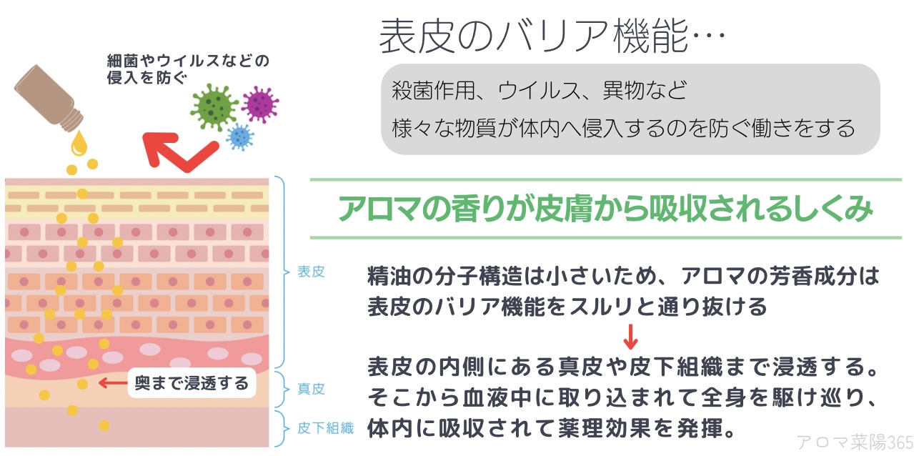 【注意】皮膚刺激が強いアロマオイル(精油)の一覧 & 安全に使用するための基礎知識 | アロマ菜陽365